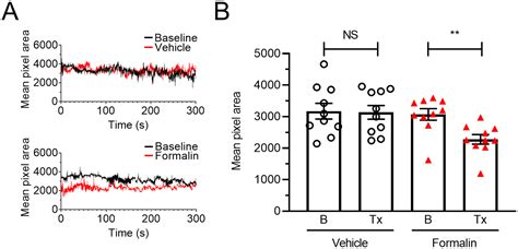 Automated Detection Of Squint As A Sensitive Assay Of Sex Dependent
