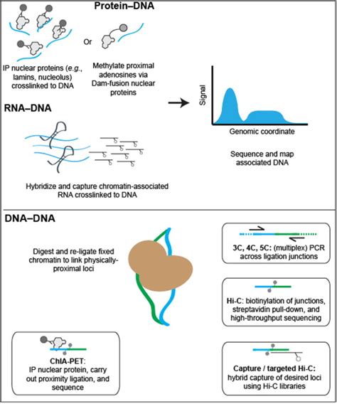 High Throughput Biochemical Techniques For Probing The Nucleome Download Scientific Diagram