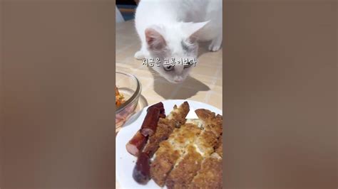 알고보니 껄떡녀였다 고롱이보다 식탐이 더 강한 그녀🧡 유기묘입양 웃긴고양이 고양이 Cat 고롱이 고양이일상