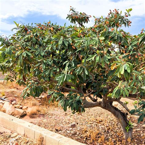 Japanese Loquat Tree Sweet Juicy Fruit Ornamental Beauty