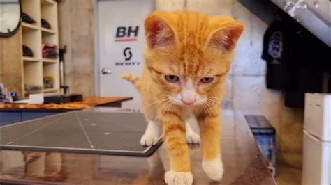 새 장비로 장비빨 제대로 보는 고양이 Youtube