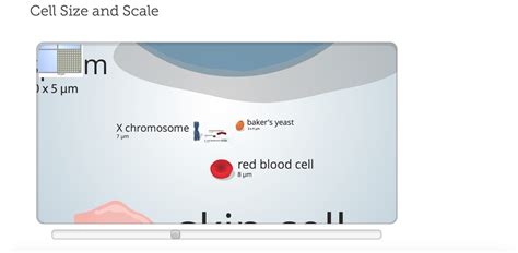 Calculating Cell Size Portfolio Of Literacy And Numeracy Resources