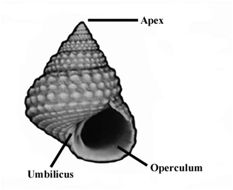 Nmita General Gastropod Morphology