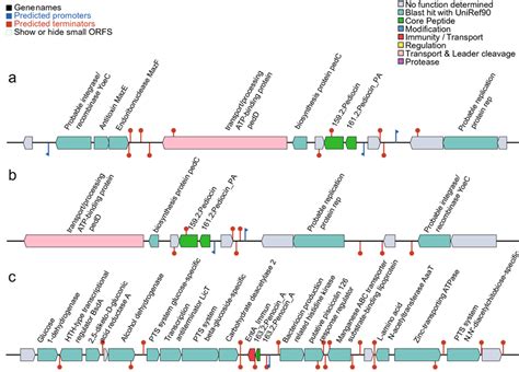 Putative Bacteriocin Gene Clusters Identified Using Bagel 4 A