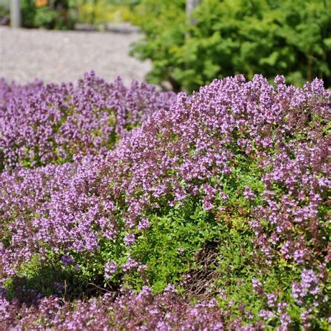 Backtimjan Flower Garden Plants Thymus Serpyllum Flower Garden