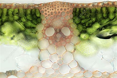 Oat Stalk Light Micrograph Stock Image C057 6517 Science Photo Library