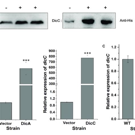 Construction Of The Dica And Dicc Overexpressing And Mutant Strains