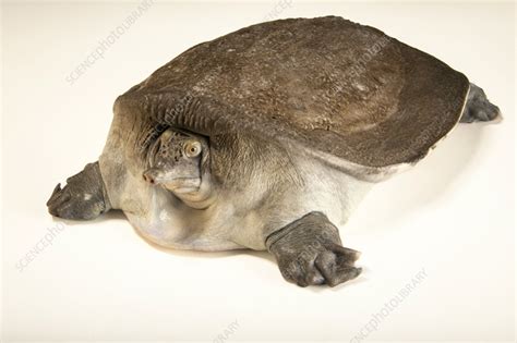 Burmese Peacock Softshell Turtle Stock Image C0594275 Science Photo Library