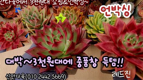 와우~3천원대 중사이즈 창다육 득템 언박싱~레드진 콩코드 매직블리 루나솔라등 신안다육010 2442 5669 Youtube