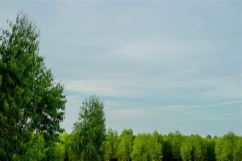 나무와 하늘 Indigo 겨울 자연 여행 아이디어와 복사 공간이 있다 0명에 대한 스톡 사진 및 기타 이미지 0명 경관 계절 Istock