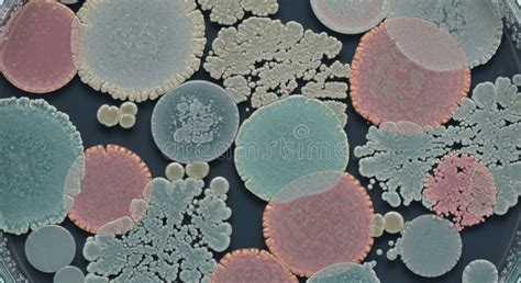 Microscopic Bacteria Colony Growth Patterns In Pastel Blue Pink And