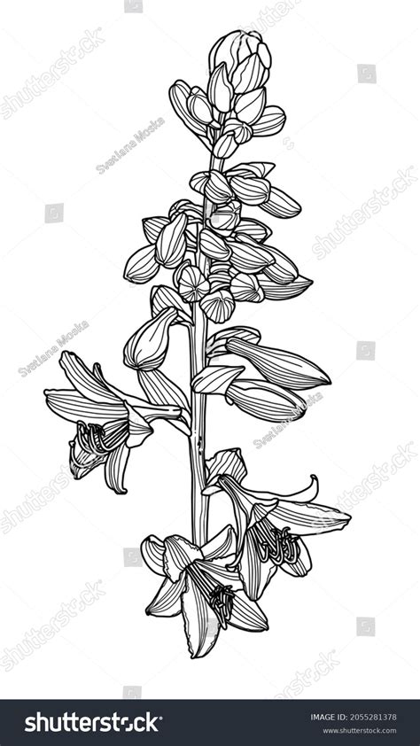 Realistic Linear Hosta Flower Graphics Leaves Stock Vector Royalty Free 2055281378 Shutterstock