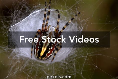 Spider Nest Videos Download The Best Free 4k Stock Video Footage