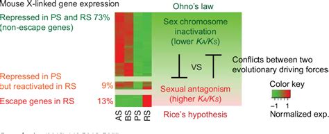 Figure 2 From Functional Significance Of The Sex Chromosomes During Spermatogenesis Semantic