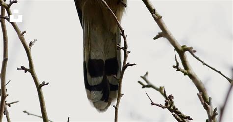낮에는 흐린 하늘 위에 갈색 나뭇가지에 흰색 회색 검은색 갈색 새가 있습니다 사진 Unsplash의 무료 초상 이미지