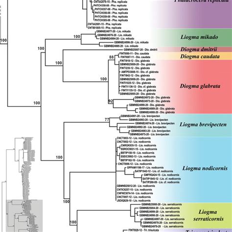 Partial Maximum Likelihood Tree Based On Coi Marker Showing The Clades