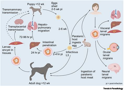 Toxocara Cati Life Cycle