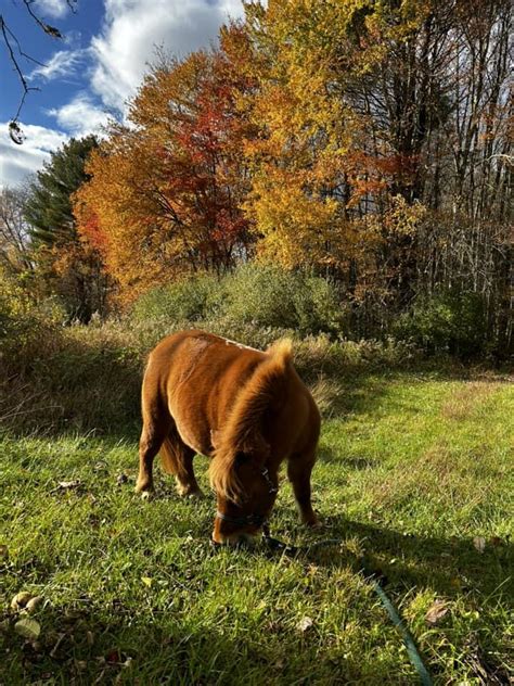 Reader Photo Challenge Perfectly Plump Horse Nation