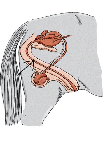Equine Male Reproductive System