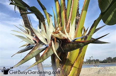 Bird Of Paradise Plant Care And Growing Guide Get Busy Gardening