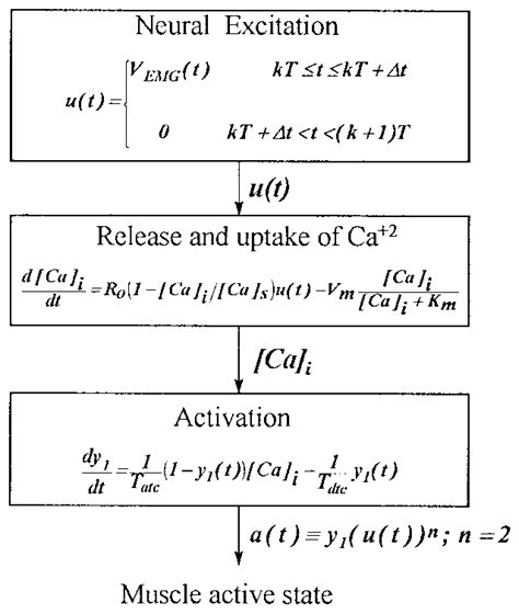 Activation Dynamics Model The Neural Excitation U T Was Used To Download Scientific Diagram