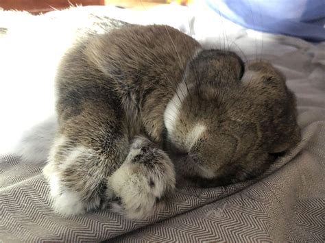 Shhhh Dont Wake Sleeping Rusty Scrolller Shhhh Dont Wake Sleeping Rusty Scrolller