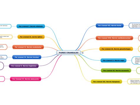 Mapaconceptualparescranealesluisferna Mind Map