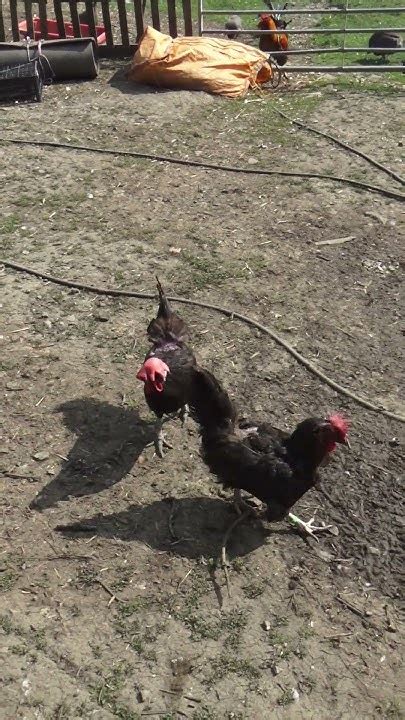 Farm Yard Friends Chickens Cockerill Ducks And Peafowls Waleswood