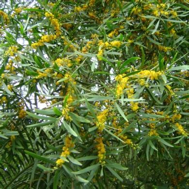供应广西油茶种子与黑木相思苗 大叶相思苗与油茶苗
