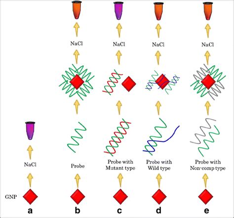 Schematic Representation Of Genomic Dna Based Colorimetric Assay For