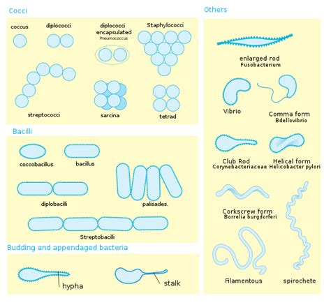 Classification Of Bacteria Plantlet