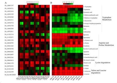 Heatmap Of Gene Expression And Expression Patterns Of Metabolites Download Scientific Diagram