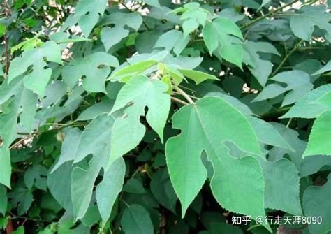 揭秘 蔡侯纸”的制作工艺，缅怀被人遗忘的大国工匠 知乎