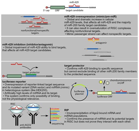 Schematic Comparison Of Different Experimental Approaches To Verify