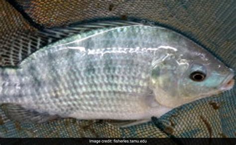 Tilapia Warning Us Woman Loses All Four Limbs After Eating