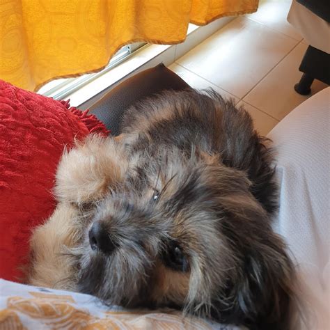 Sofia Bedoya Youtube