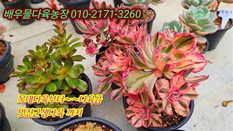 510목대다육 다육금 멋진군생다육까지 Youtube