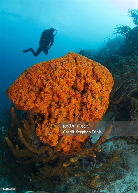 Invertebrates Pictures Sponges Sea Sponges Can Be Cute Invertebrates