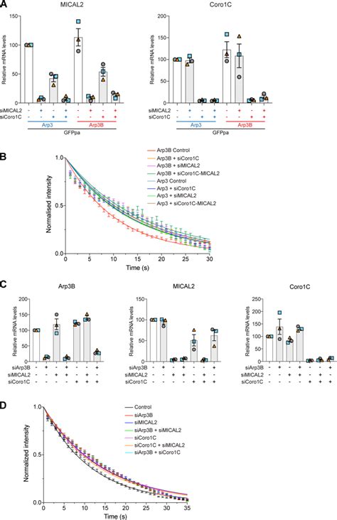 Coronin 1c And Mical2 Cooperate To Promote Actin Disassembly A Download Scientific Diagram