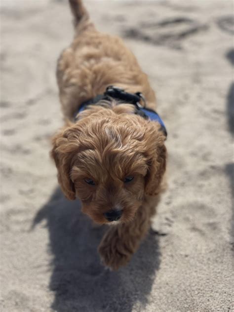 Pup At The Beach Rcavapoo