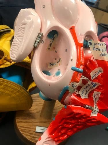 Heart Flashcards Quizlet