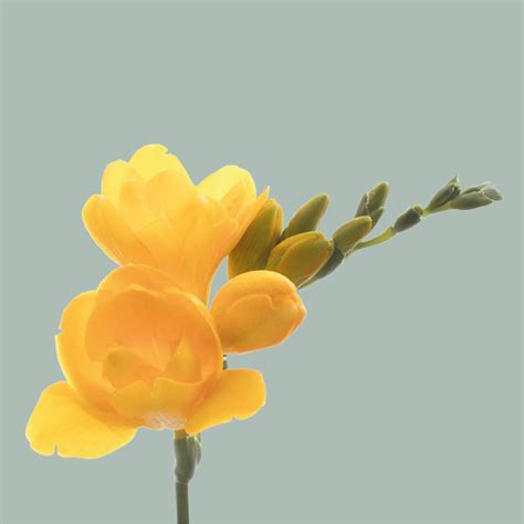 Freesia Marseille 50 Stems All Occasions Wholesale