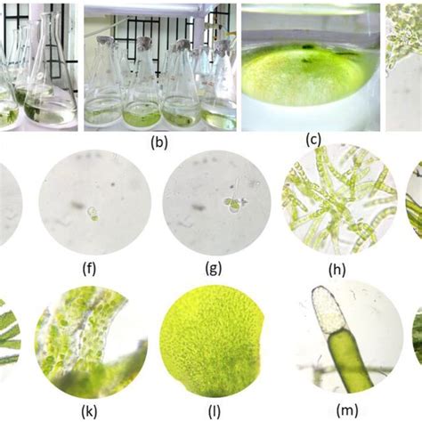 Production Of Ulva Fasciata Biomass Through Optimization Of Culture Condition For Viable Tank