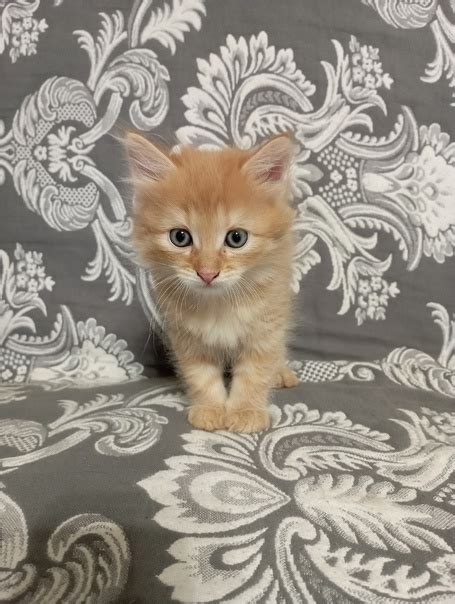 Отдам котёнка в добрые руки мальчик 2025 Спас Деменск News ВКонтакте