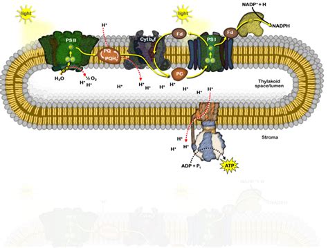 Photosynthesis Light Reaction Lesson Explainer The Light Dependent