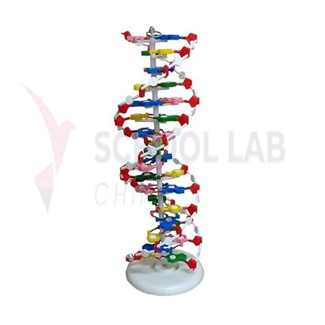 dna structure simulation kit model china manufacturers suppliers