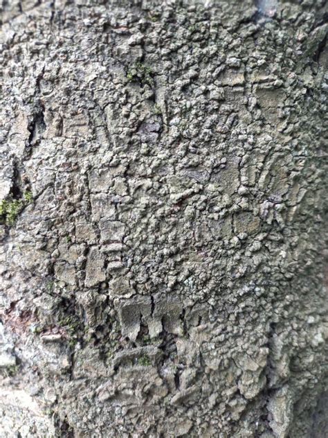 Tree Bark Gray Texture Stock Image Image Of Gray Boulder