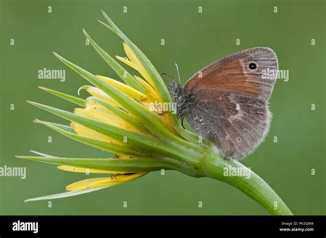 Common Ringlet Butterfly Coenonympha Tullia Feeding On Common Goats