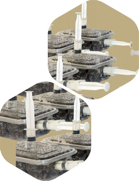 Gold Bricks Research Gold Apis