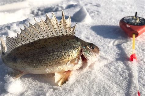 Ерш обыкновенный (Gymnocephalus cernuus) | FishingBY.com
